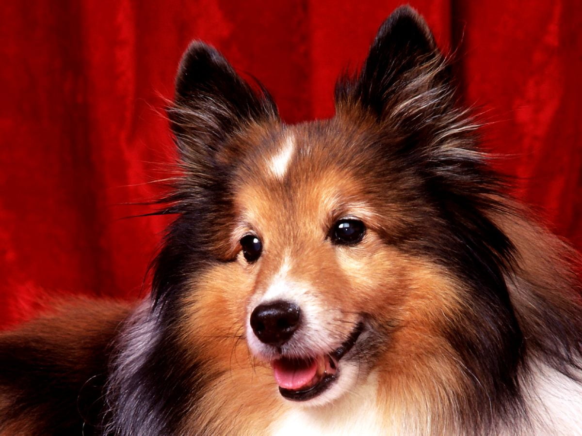 Shetland sheepdog bakgrundsbilder HD | Ladda Ner Gratis