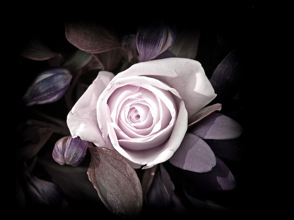 Bakgrundsbild Realistiska Foton, Digital Konst, Kronblad | Gratis Bilder