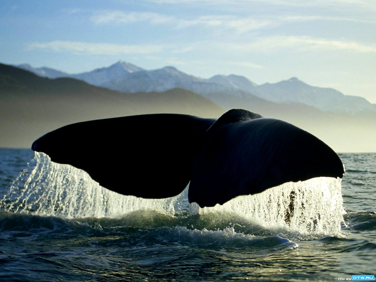 Snygg bakgrundsbild Val, Djur, Knölval | Gratis Bakgrunder