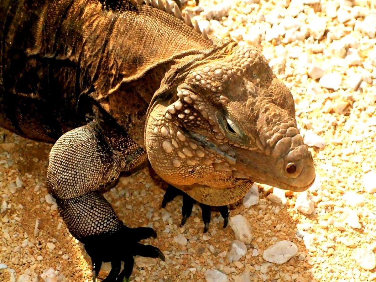 Bakgrund Reptil, Djur, Ödla | Gratis Bakgrundsbilder