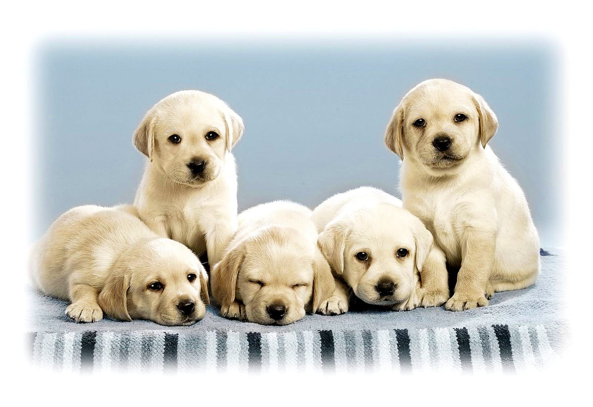 110+ Valpar bakgrundsbilder HD | Ladda Ner Gratis