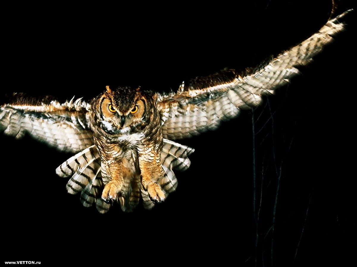 80+ Bakgrundsbilder Uggla | Ladda Ner Gratis