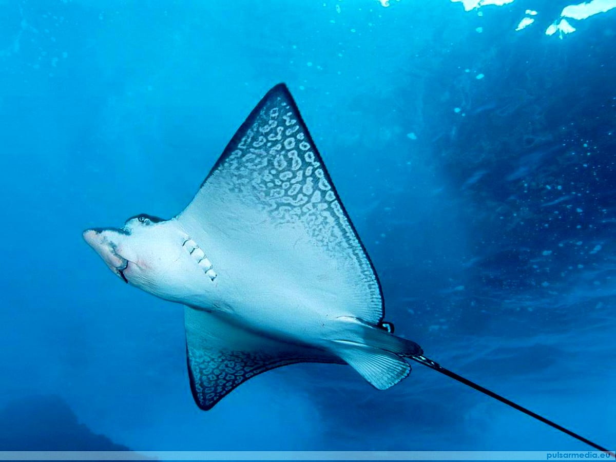 Bakgrund Havslivet, Manta Ray, Fisk | Gratis Bilder