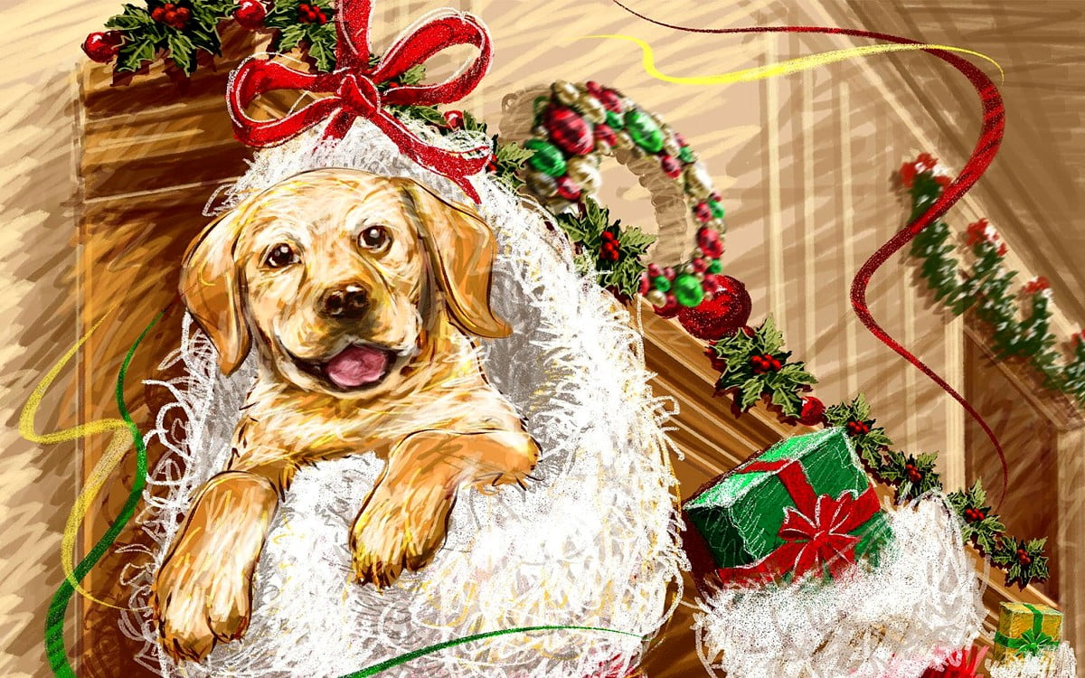 Bakgrund Hundar, God Jul, Cockapoo widescreen | Gratis Bakgrundsbilder