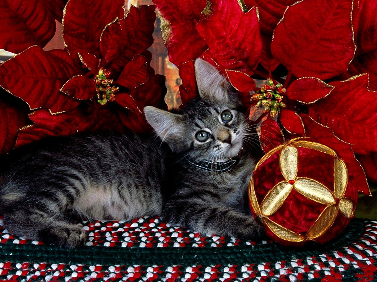 Bakgrundsbild Katter, God Jul, Röda | Bästa Bilder