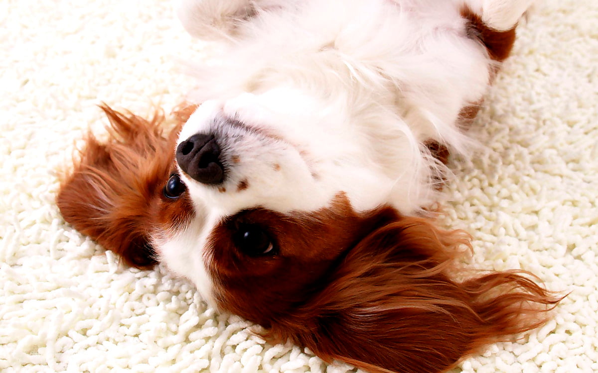 Bakgrund Hundar, Gulliga, King Charles Spaniel | Gratis Bakgrundsbilder