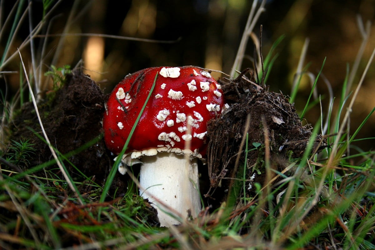Champignonsvamp bakgrundsbilder HD | Ladda Ner Gratis