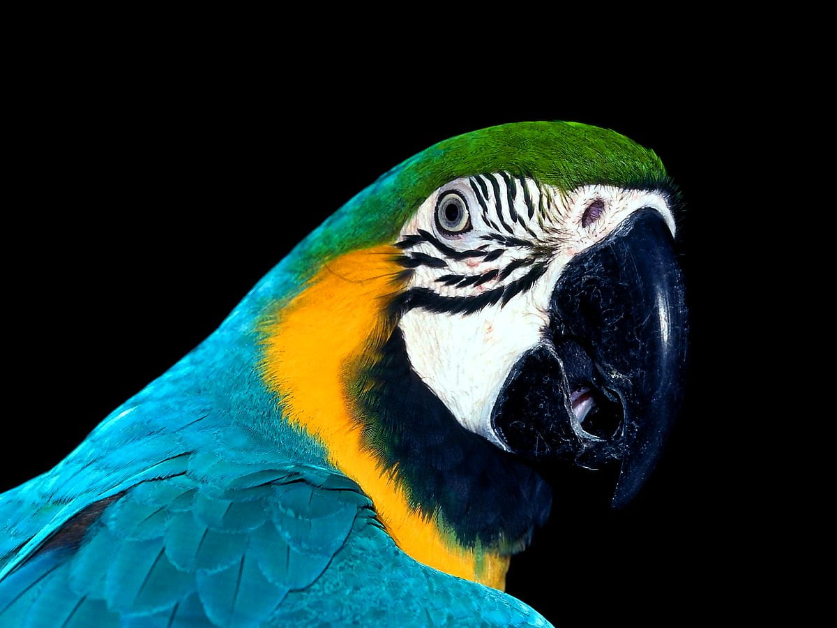 30+ Papegoja bakgrundsbilder HD | Ladda Ner Gratis