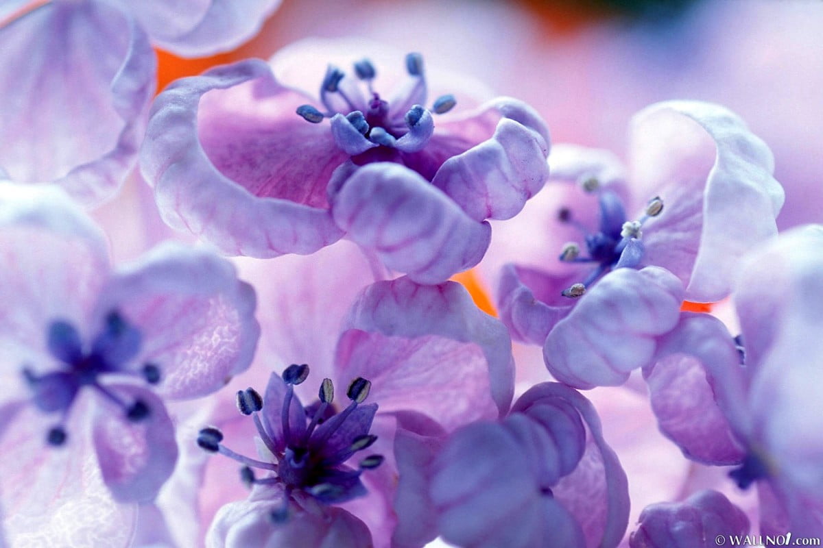 190+ Lila bakgrundsbilder HD | Ladda Ner Gratis