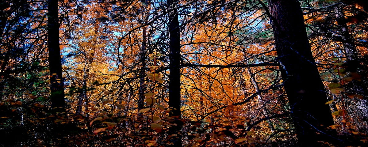 520+ Skog bakgrundsbilder HD | Ladda Ner Gratis