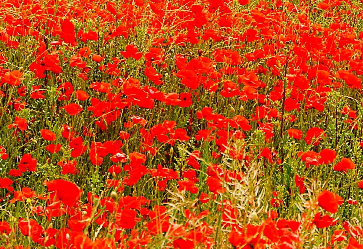 Bakgrundsbild Blommor, Vallmo, Vild Blomma | Bästa Bilder
