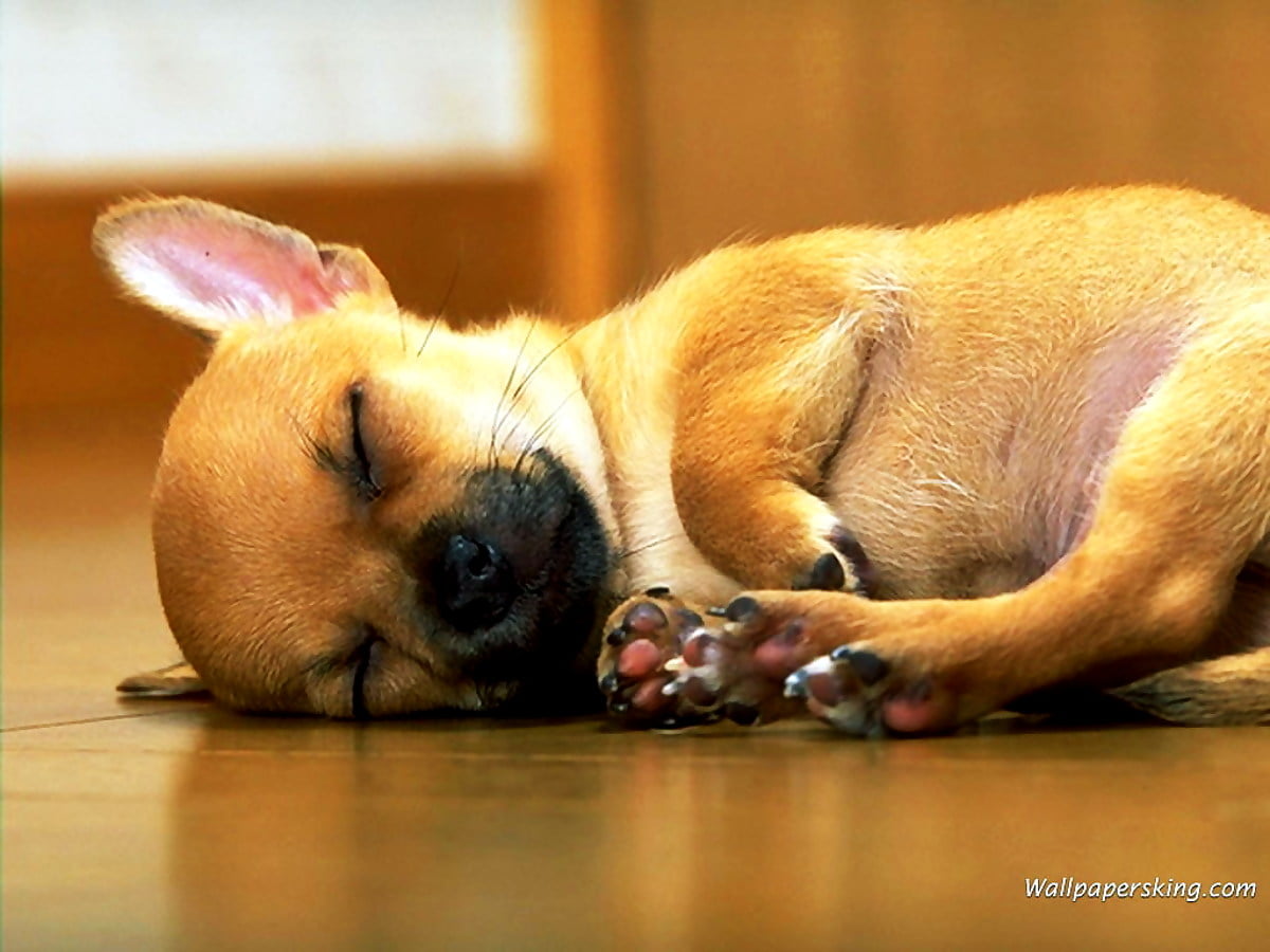 110+ Bakgrundsbilder Valpar | Ladda Ner Gratis