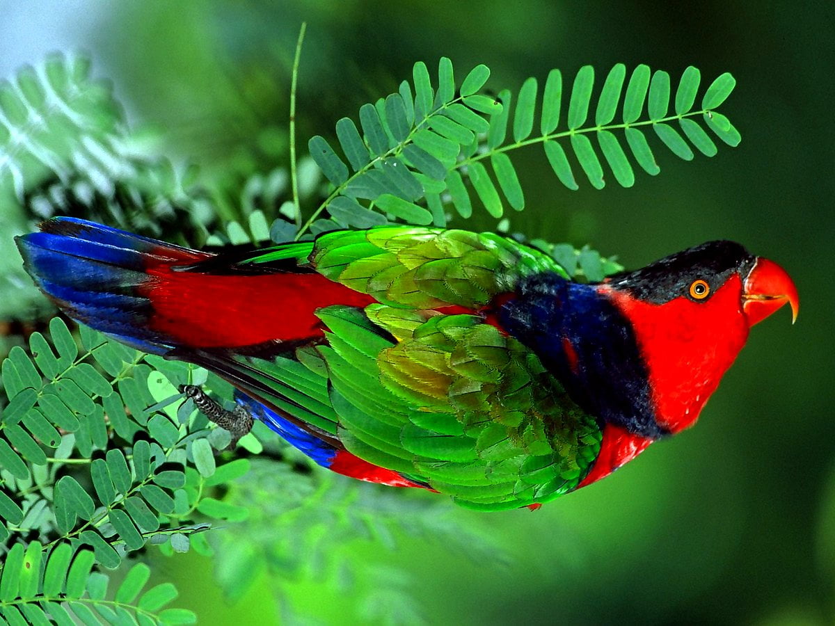 30+ Papegoja bakgrundsbilder HD | Ladda Ner Gratis
