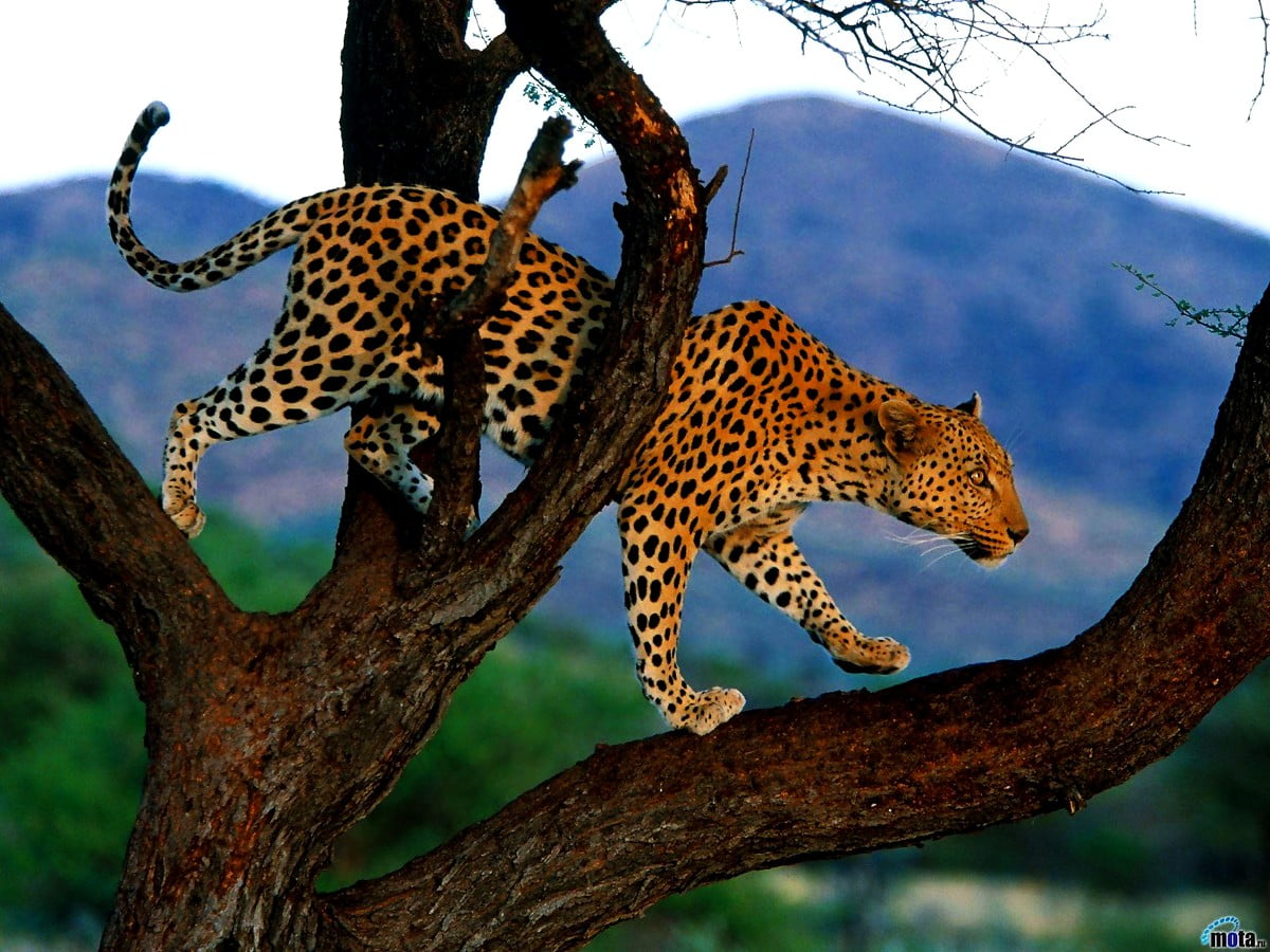 Bakgrund Vilda Djur, Leopard, Djur | Gratis Bakgrundsbilder