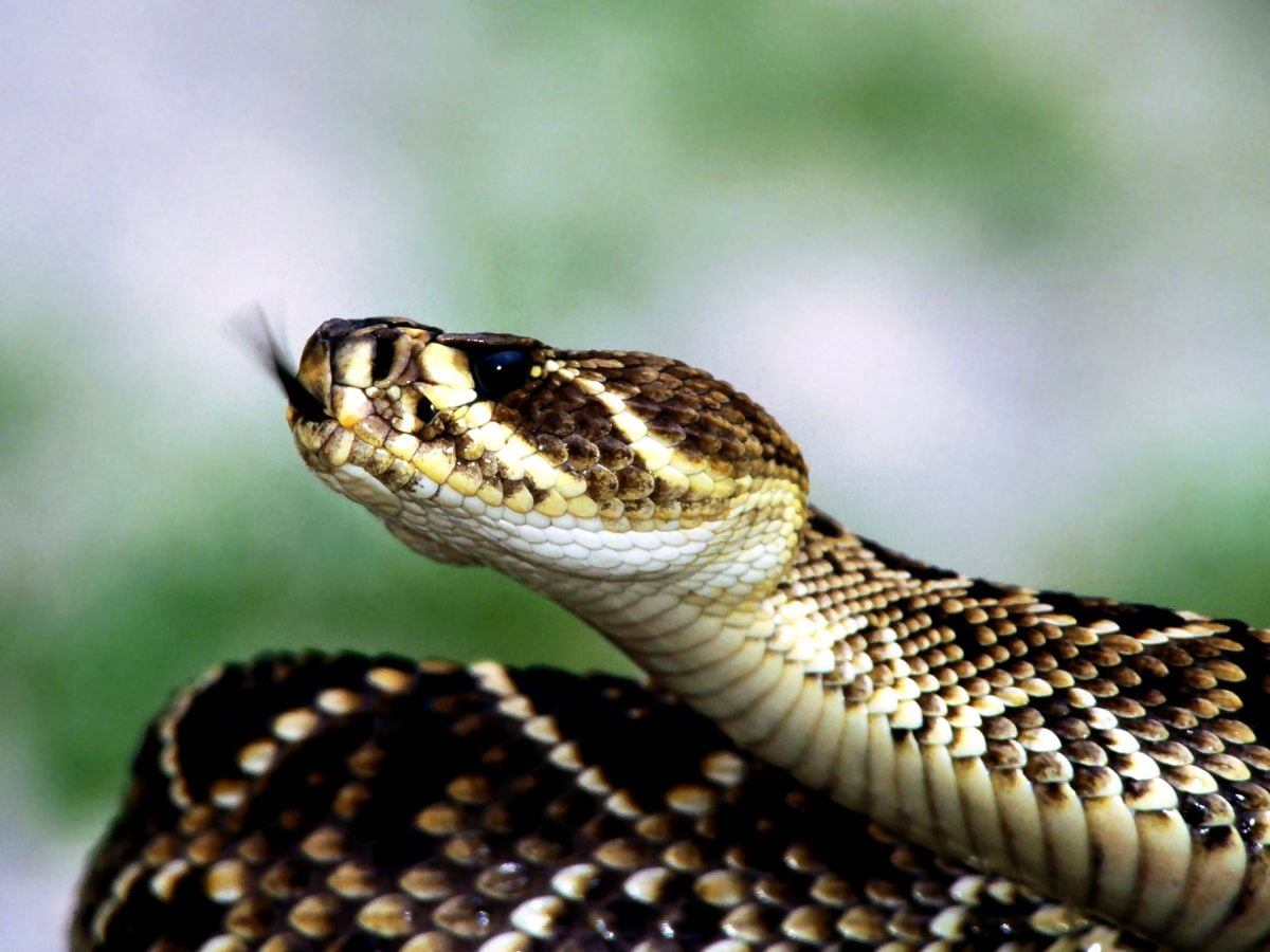 80+ Orm bakgrundsbilder HD | Ladda Ner Gratis