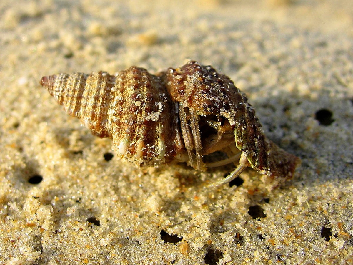40+ Krabba bakgrundsbilder HD | Ladda Ner Gratis