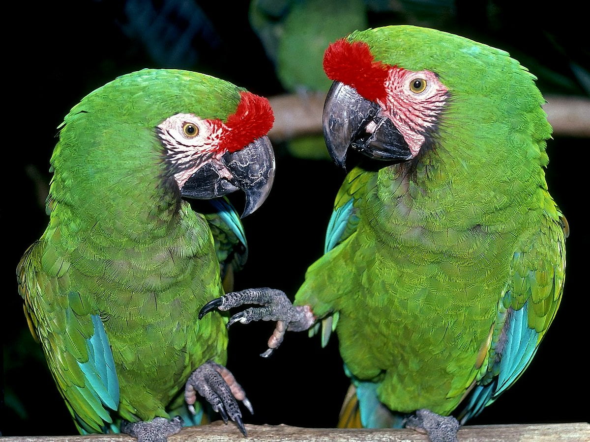 30+ Papegoja bakgrundsbilder HD | Ladda Ner Gratis