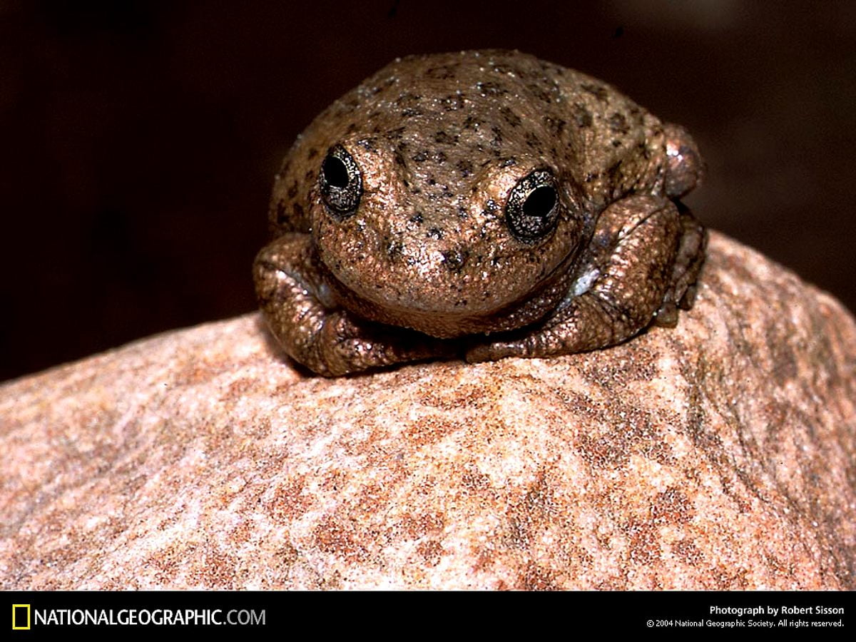 Vacker skrivbordsbakgrund National Geographic, Nat Geo, Groda | Ladda ...