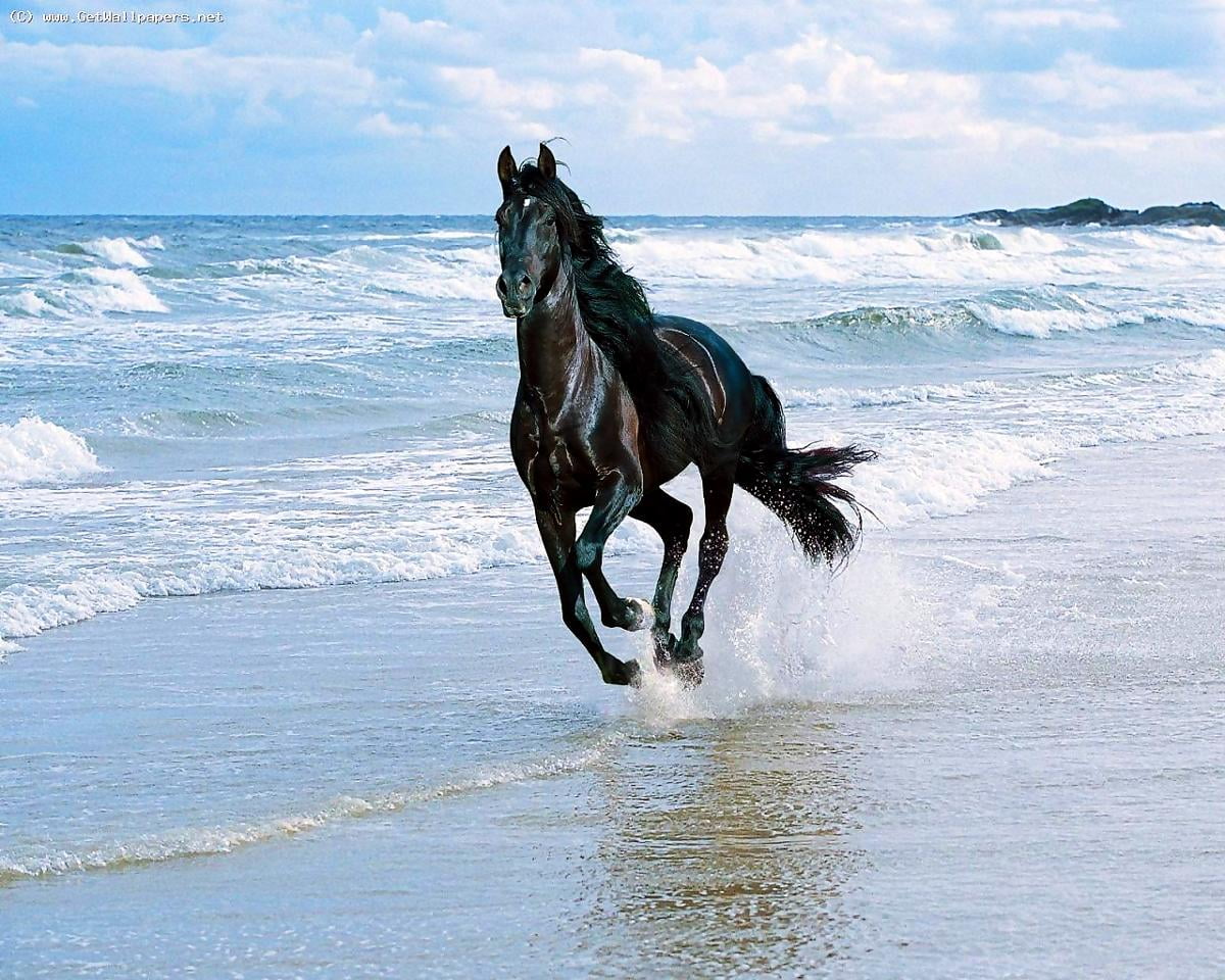 Bakgrund Häst, Hingst, Mustang Häst widescreen | Gratis Bakgrundsbilder