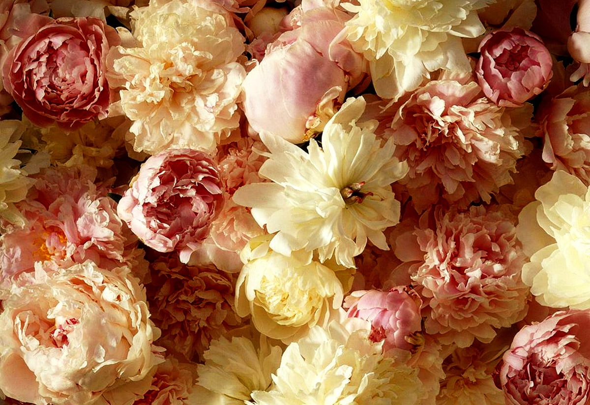 460+ Blomma bakgrundsbilder HD | Ladda Ner Gratis