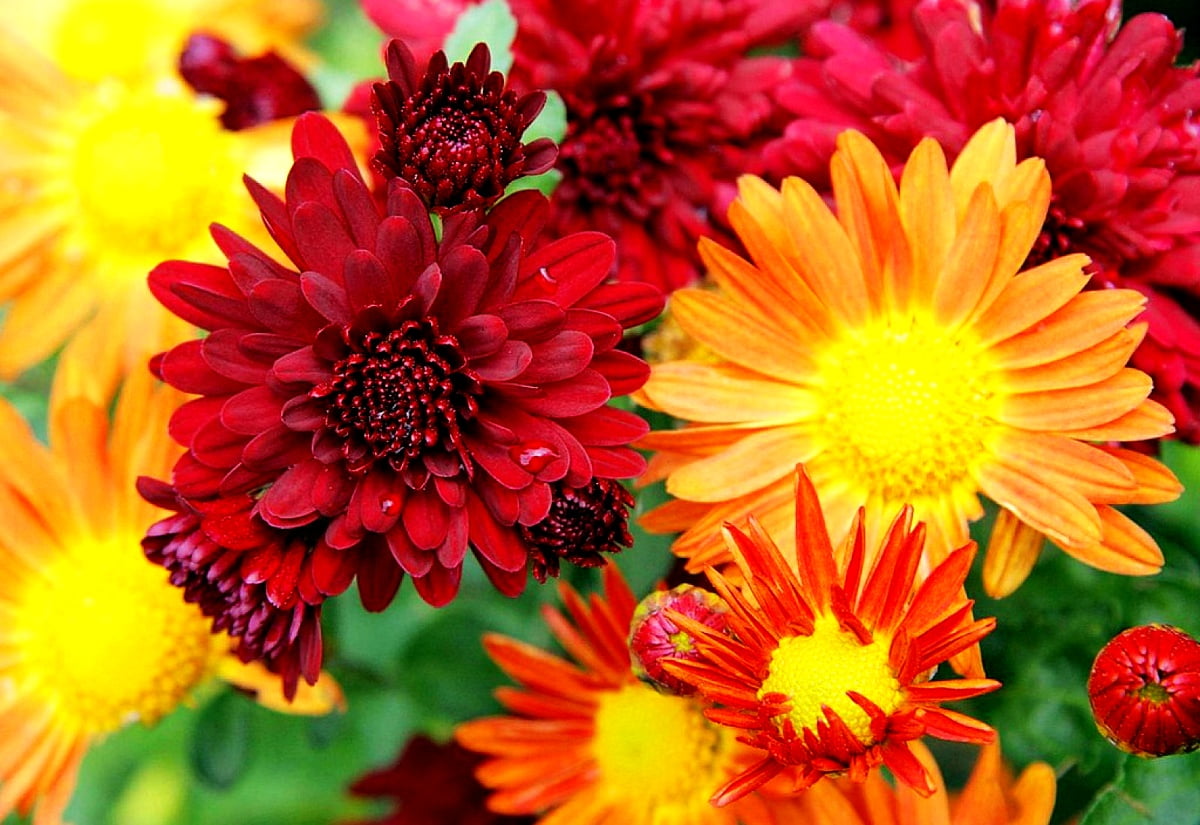 Bakgrund Blommor, Blommamosaik, Bukett 🔥 Gratis Bilder