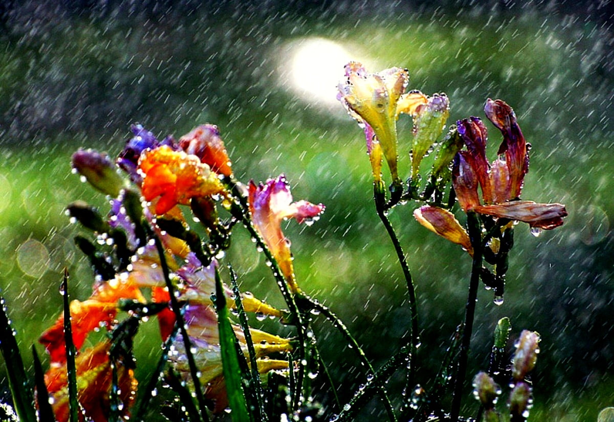 Fantastiska Blommor, Natur, Kronblad bakgrund | Gratis Skrivbordsbilder