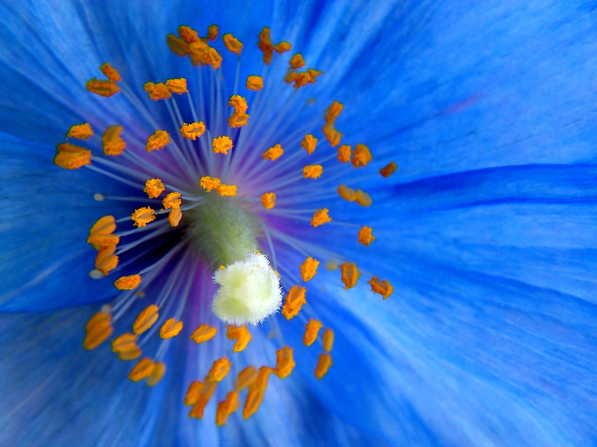 Bakgrundsbild Blommor, Blå, Kronblad | Ladda Ner Skrivbordsbilder
