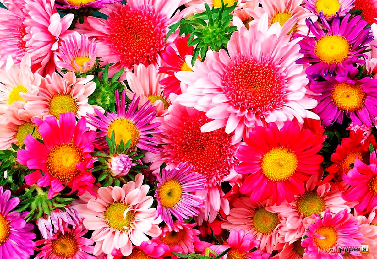 150+ Klippa blommor bakgrundsbilder HD 🔥 Ladda Ner Gratis