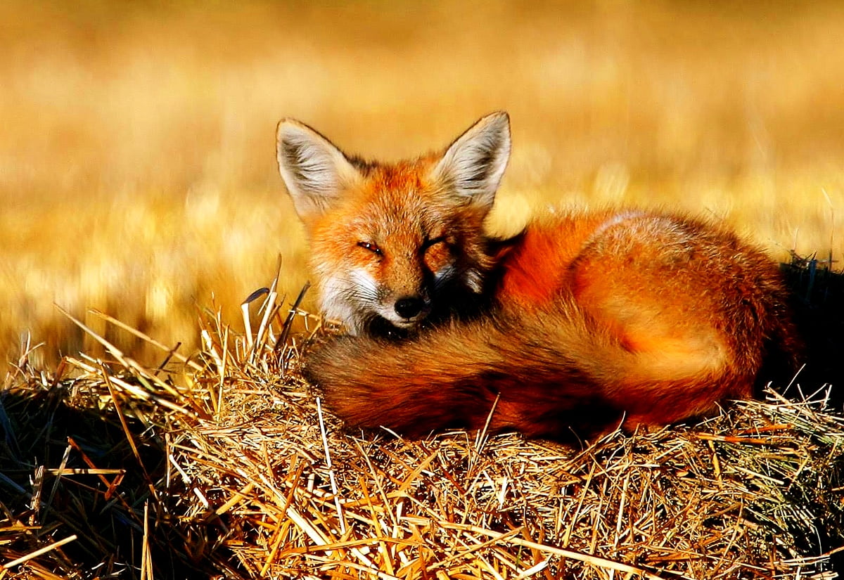 Bakgrundsbild Räv, Röd Räv, Djur | Ladda Ner Skrivbordsbilder