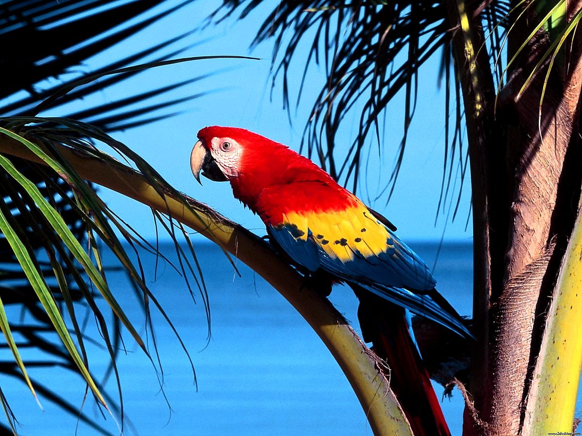 Snygg bakgrundsbild Fågel, Papegoja, Ara | Gratis Bakgrunder