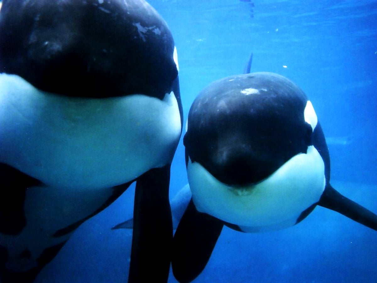 Skrivbordsbakgrund Val, Djur, Ocean | Topp Gratis Bilder