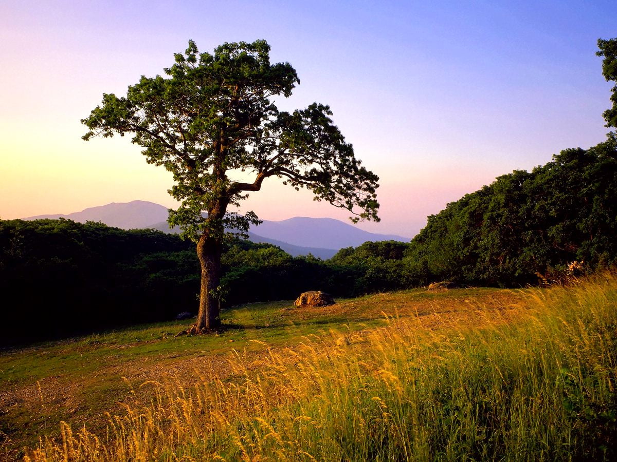 Bakgrund Skog, Natur, Gröna | Gratis Bakgrundsbilder