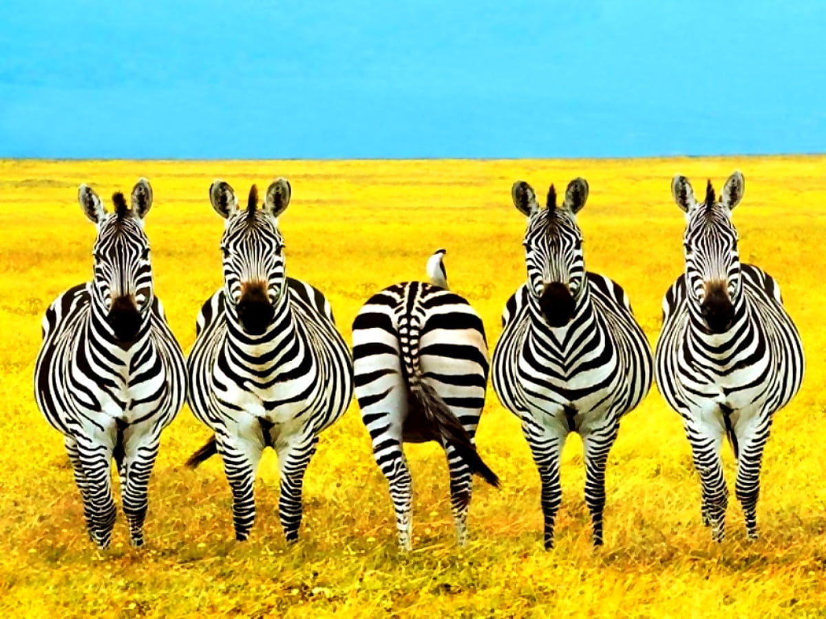 Zebra bakgrundsbilder HD | Ladda Ner Gratis
