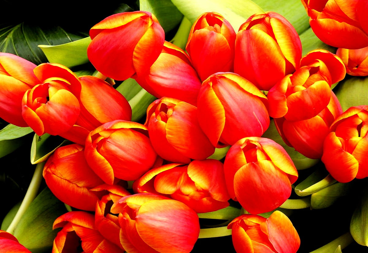 40+ Tulpan bakgrundsbilder HD | Ladda Ner Gratis