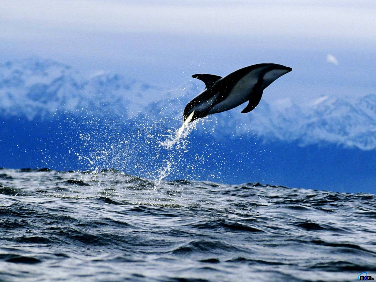 Bakgrund Val, Ocean, Djur | Gratis Bilder