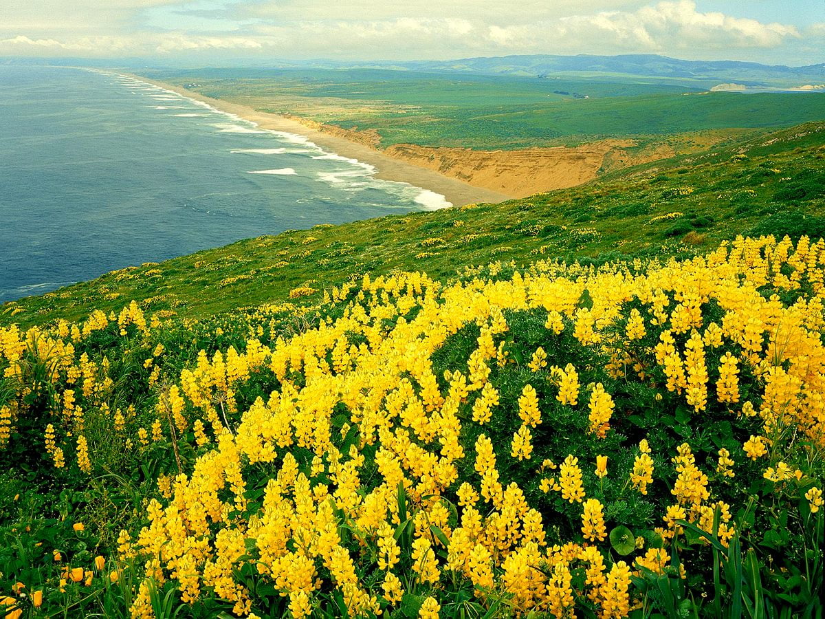 Bakgrundsbild Landskap, Blommor, Berg | Topp Gratis Bakgrunder