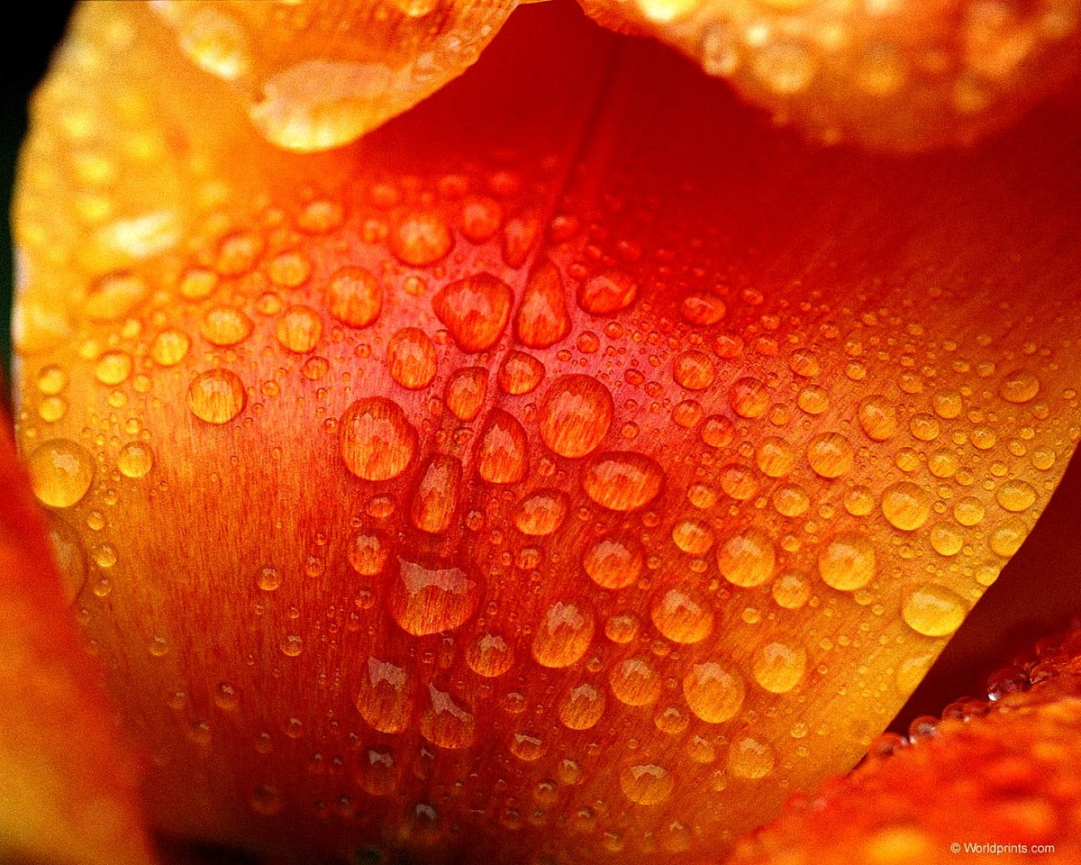 Bakgrund Makro Blomma, Orange, Makro | Topp Gratis Bakgrunder