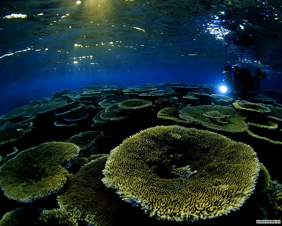 Bakgrundsbild Korall, Rev, Alger | Ladda Ner Bilder