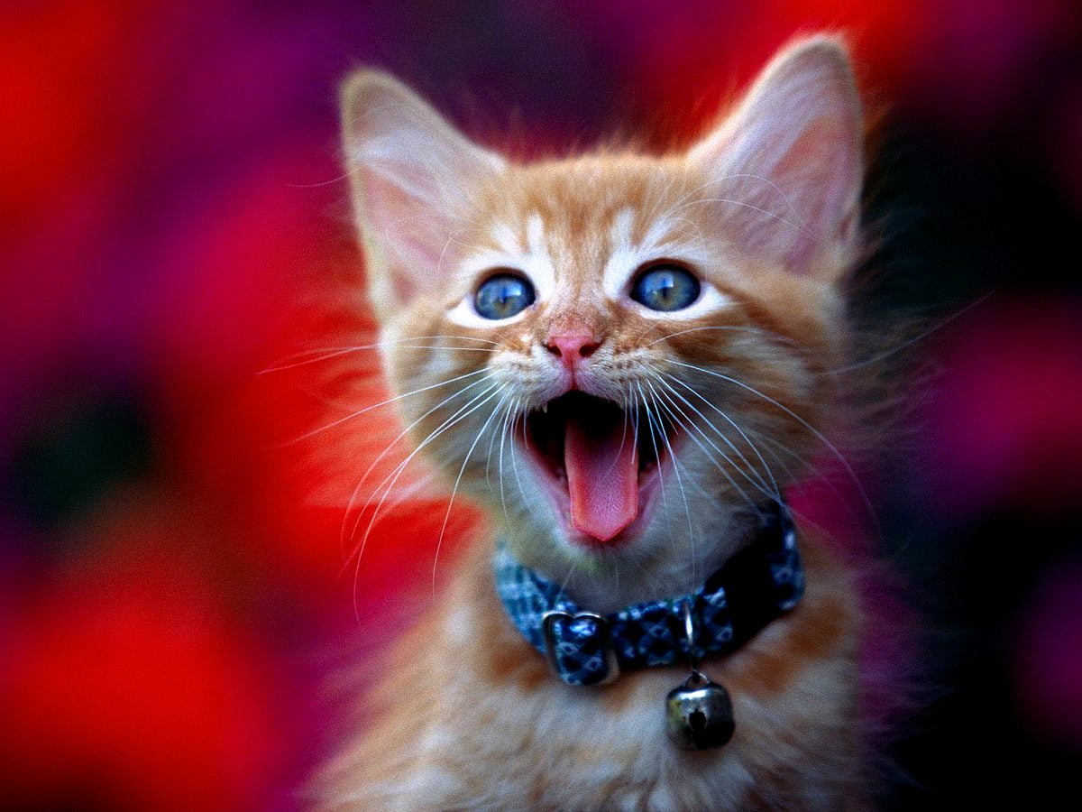 150+ Kattungar bakgrundsbilder HD |Ladda Ner Gratis