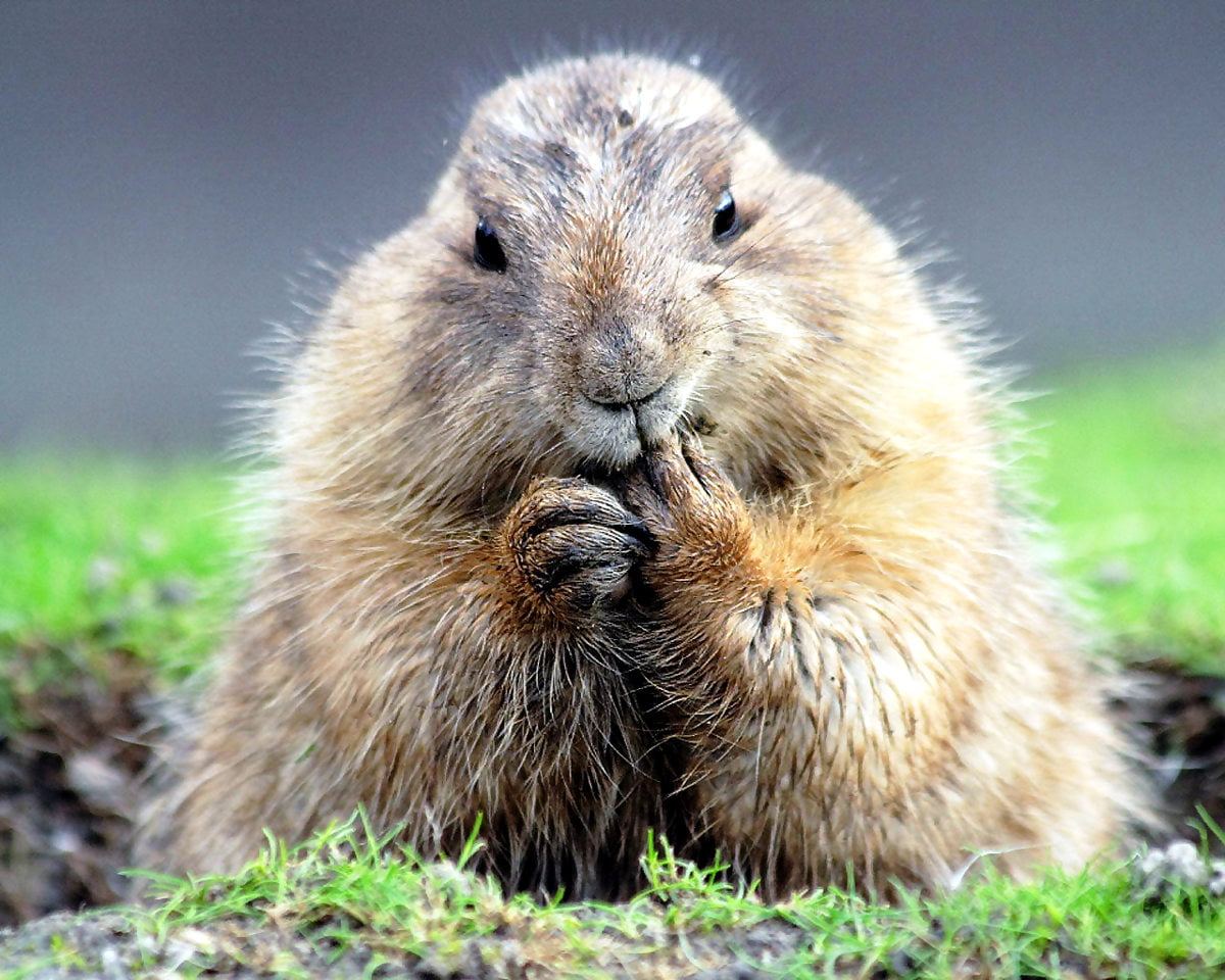 Murmeldjur bakgrundsbilder HD | Ladda Ner Gratis