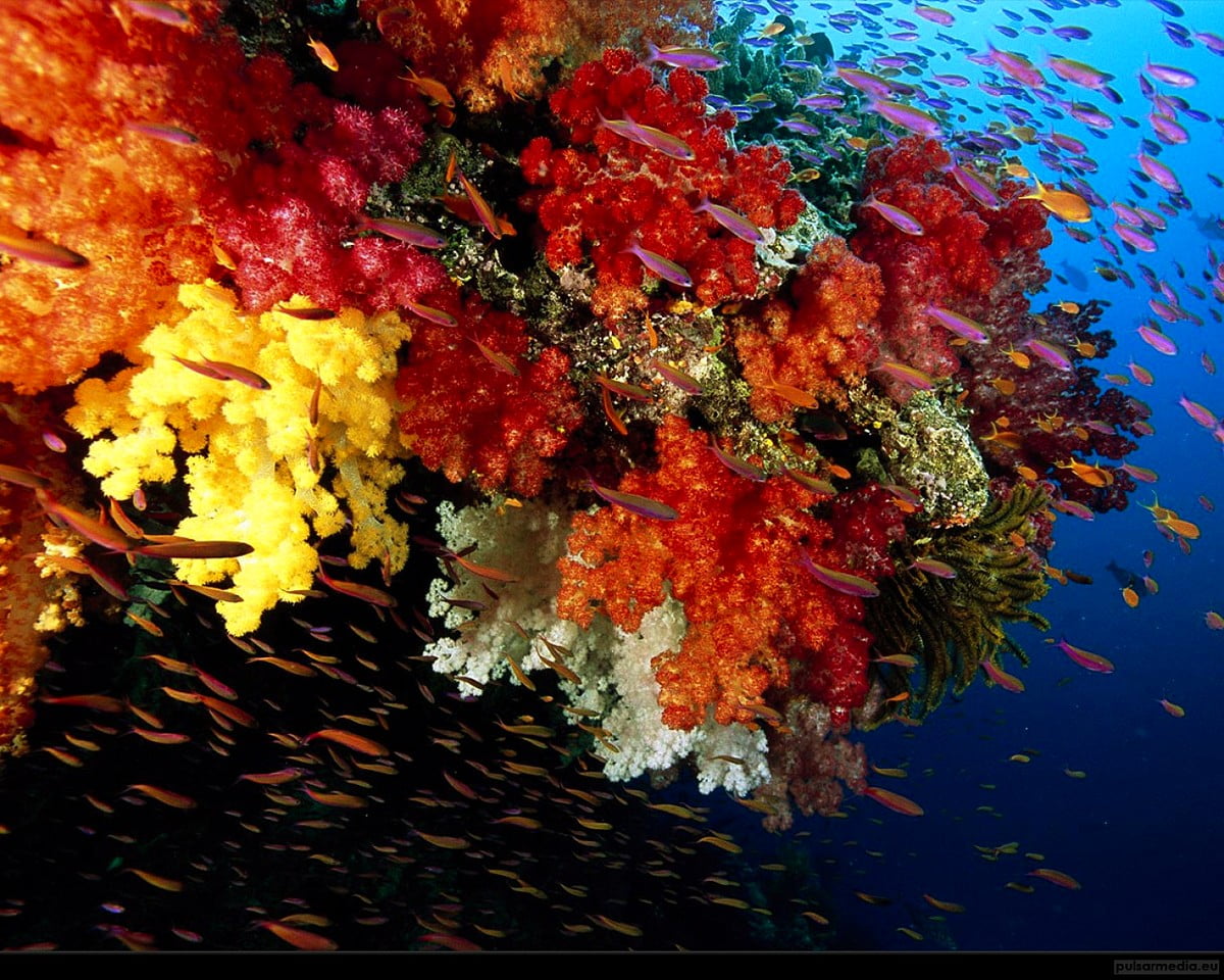 Bakgrund Korall, Korallrev, Rev | Gratis Bakgrundsbilder