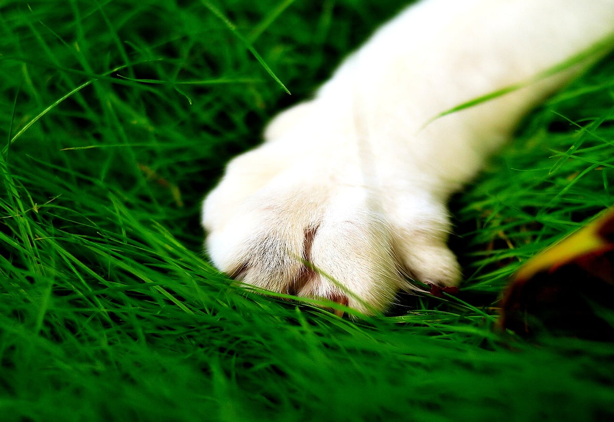 210+ Gulliga bakgrundsbilder HD | Ladda Ner Gratis