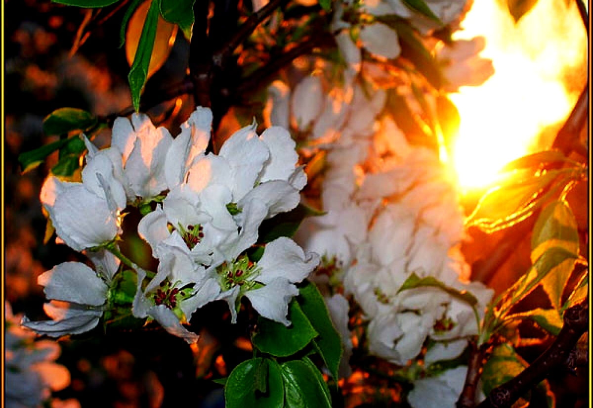 Bakgrundsbild Vår, Blommor, Kronblad | Gratis Skrivbordsbilder