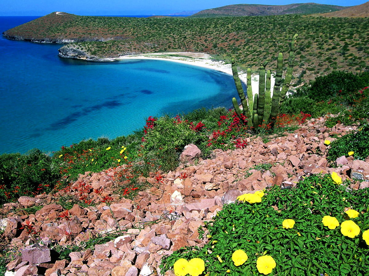 250+ Sommar bakgrunder HD | Ladda Ner Gratis