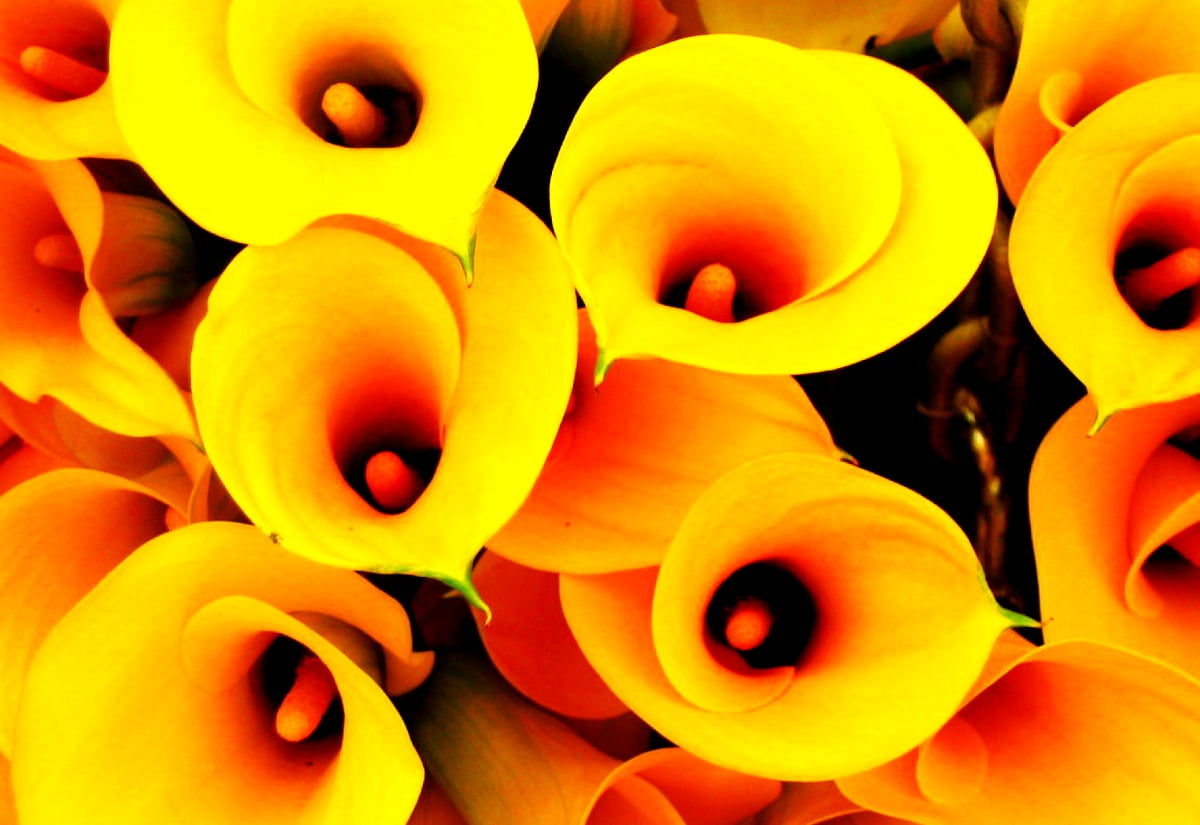 Bakgrund Blomma, Gula, Blommor | Ladda Ner Bilder