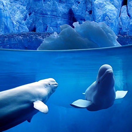 Bra bakgrundsbild Val, Späckhuggare, Djur | Gratis Bakgrundsbilder