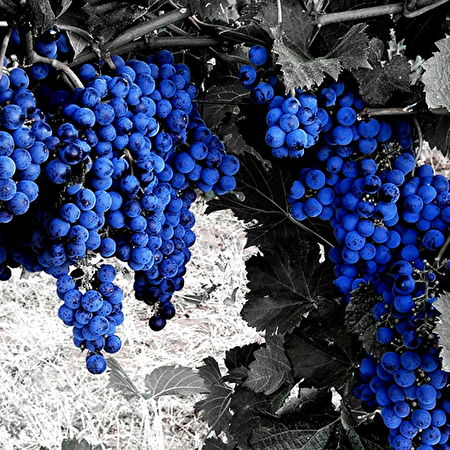 Vindruvsblad bakgrundsbilder HD | Ladda Ner Gratis