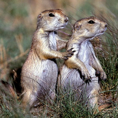 Murmeldjur, Natur, Vilda Djur bakgrundsbild | Gratis Nedladdning