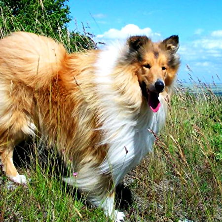 Bakgrundsbild Hundar, Skotsk Collie, Australisk Collie | Gratis ...